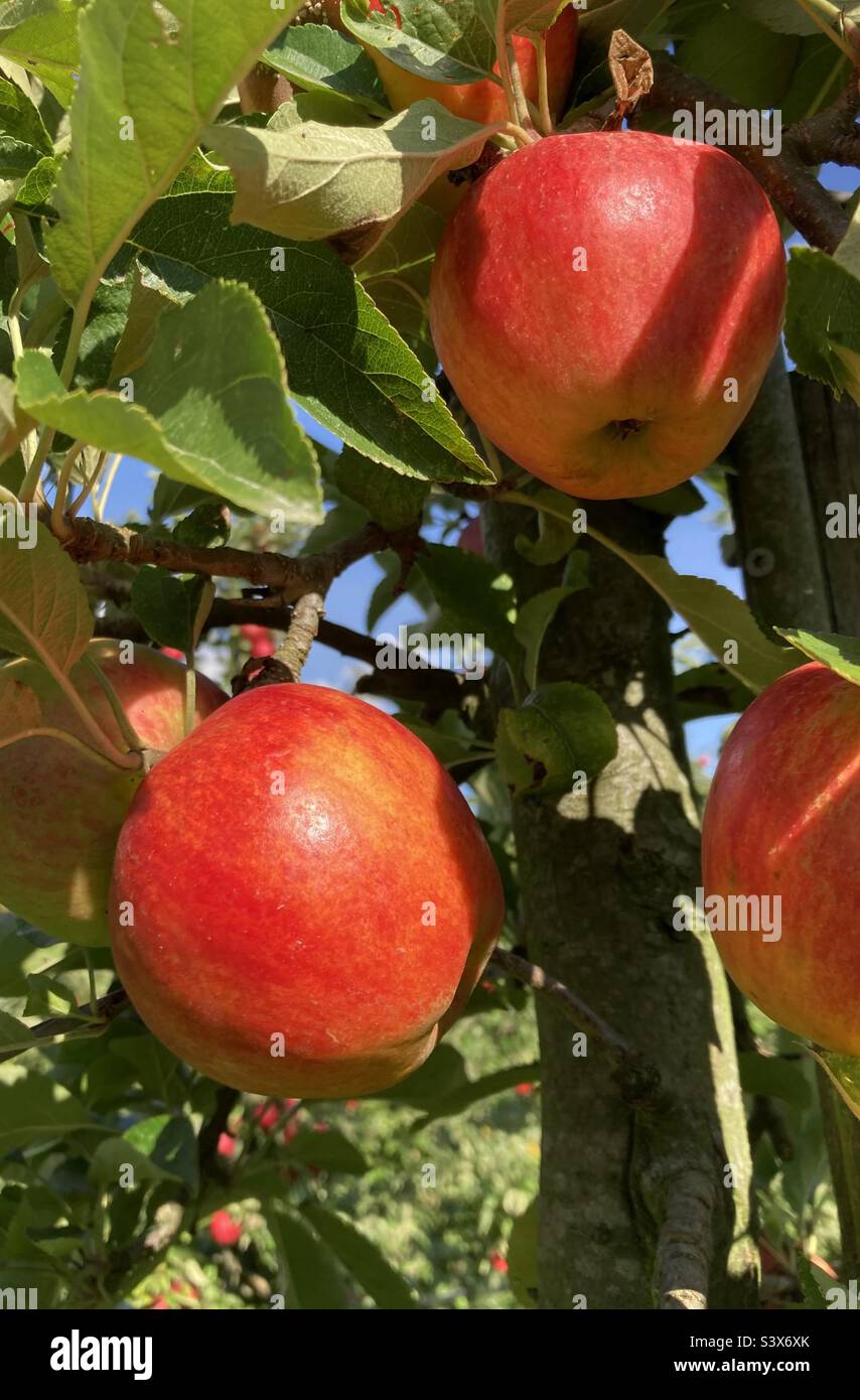 Appletree hi-res stock photography and images - Alamy