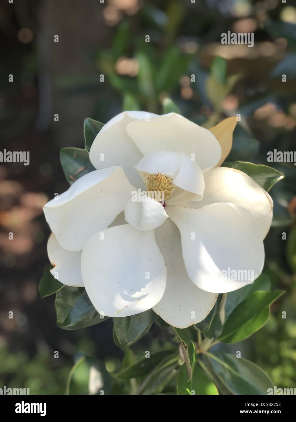 Elegant magnolia hi-res stock photography and images - Alamy