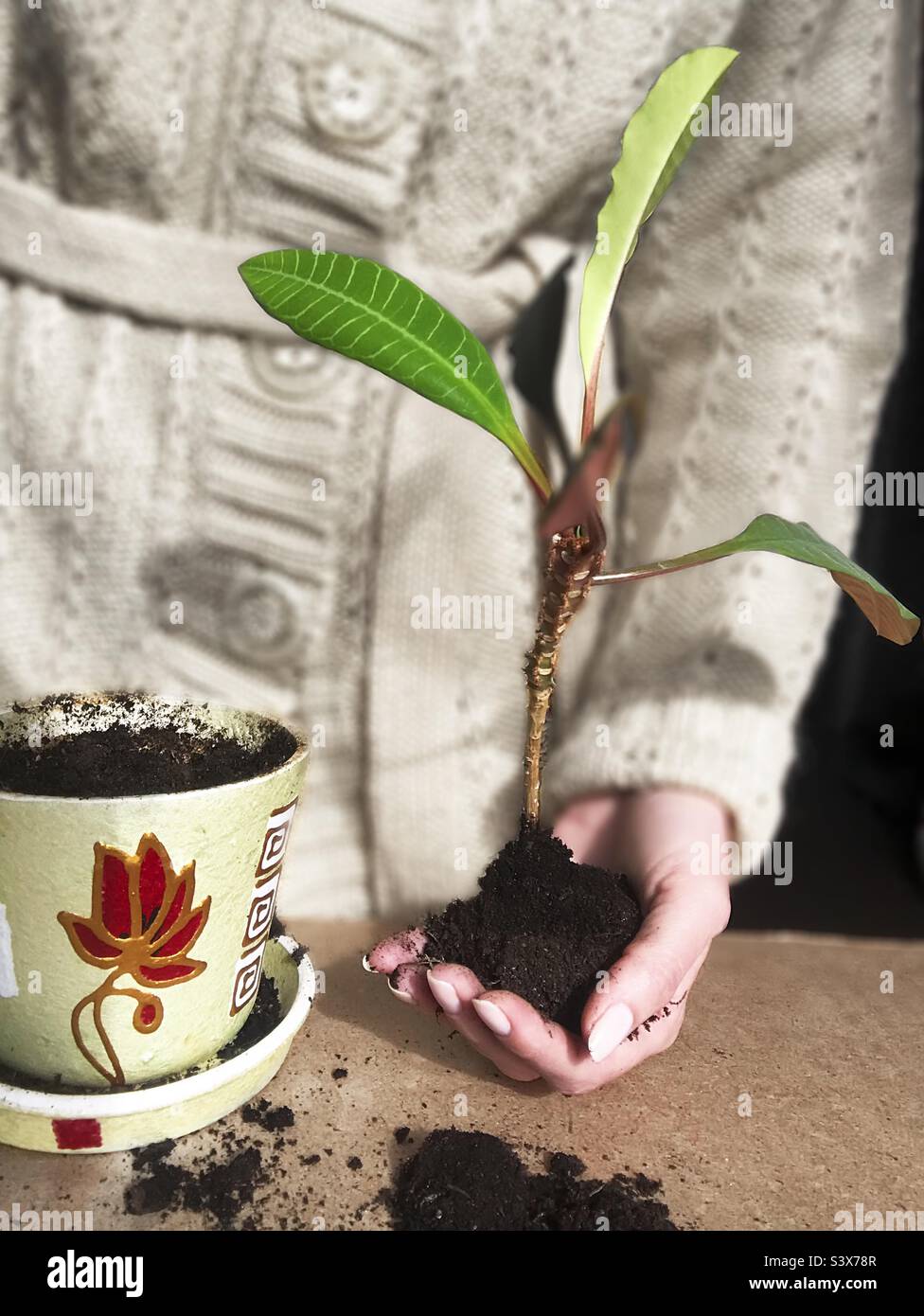 Greenery growing hi-res stock photography and images - Alamy