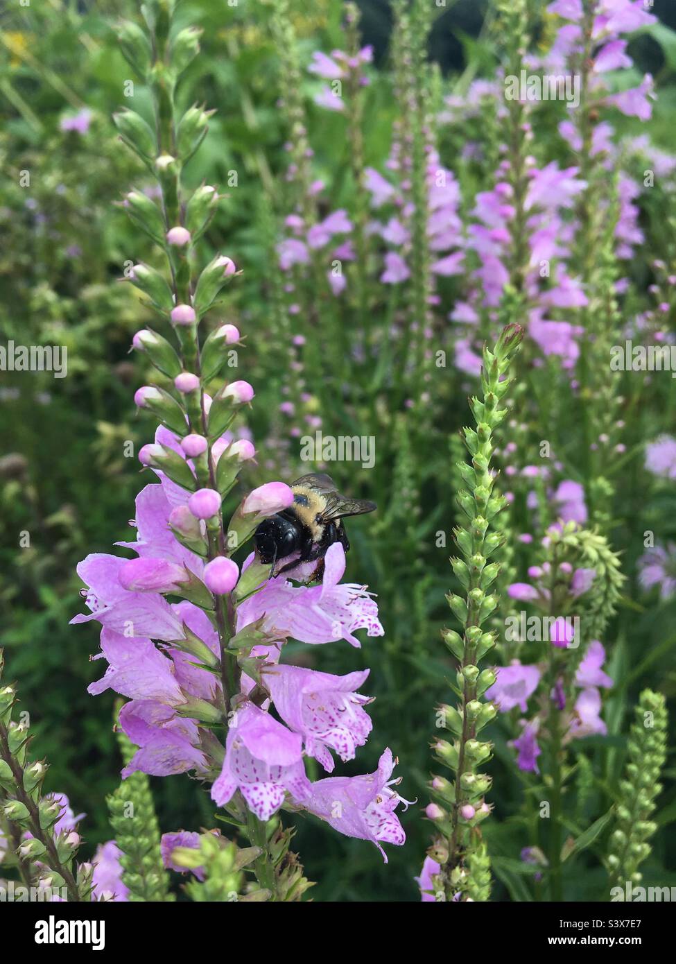 Carpenter bee on obedient plant Stock Photo - Alamy