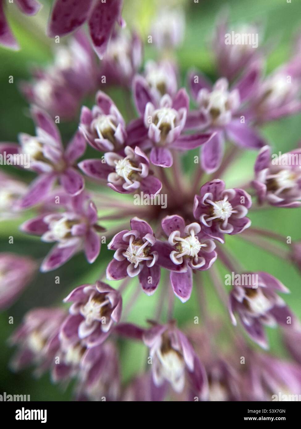 Pink swamp milkweed hi-res stock photography and images - Alamy