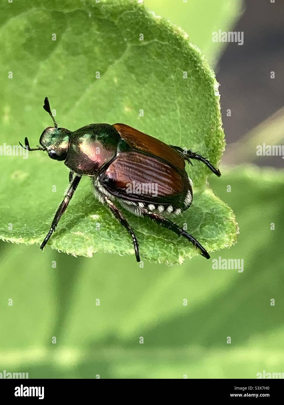 Beetle on leaf hi-res stock photography and images - Alamy
