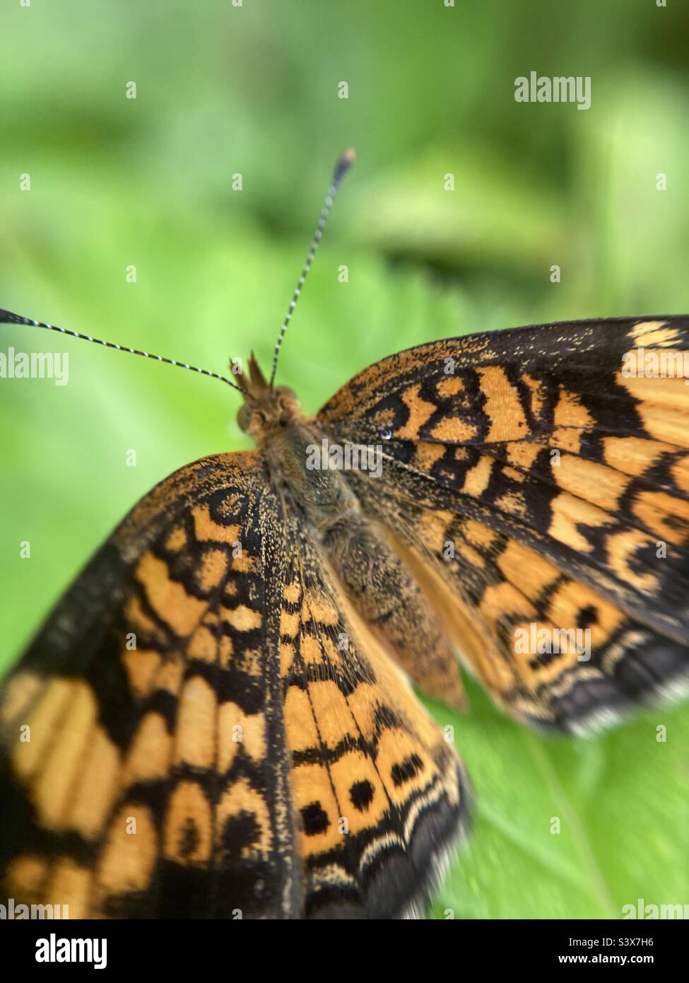 Butterfly in nature hi-res stock photography and images - Alamy
