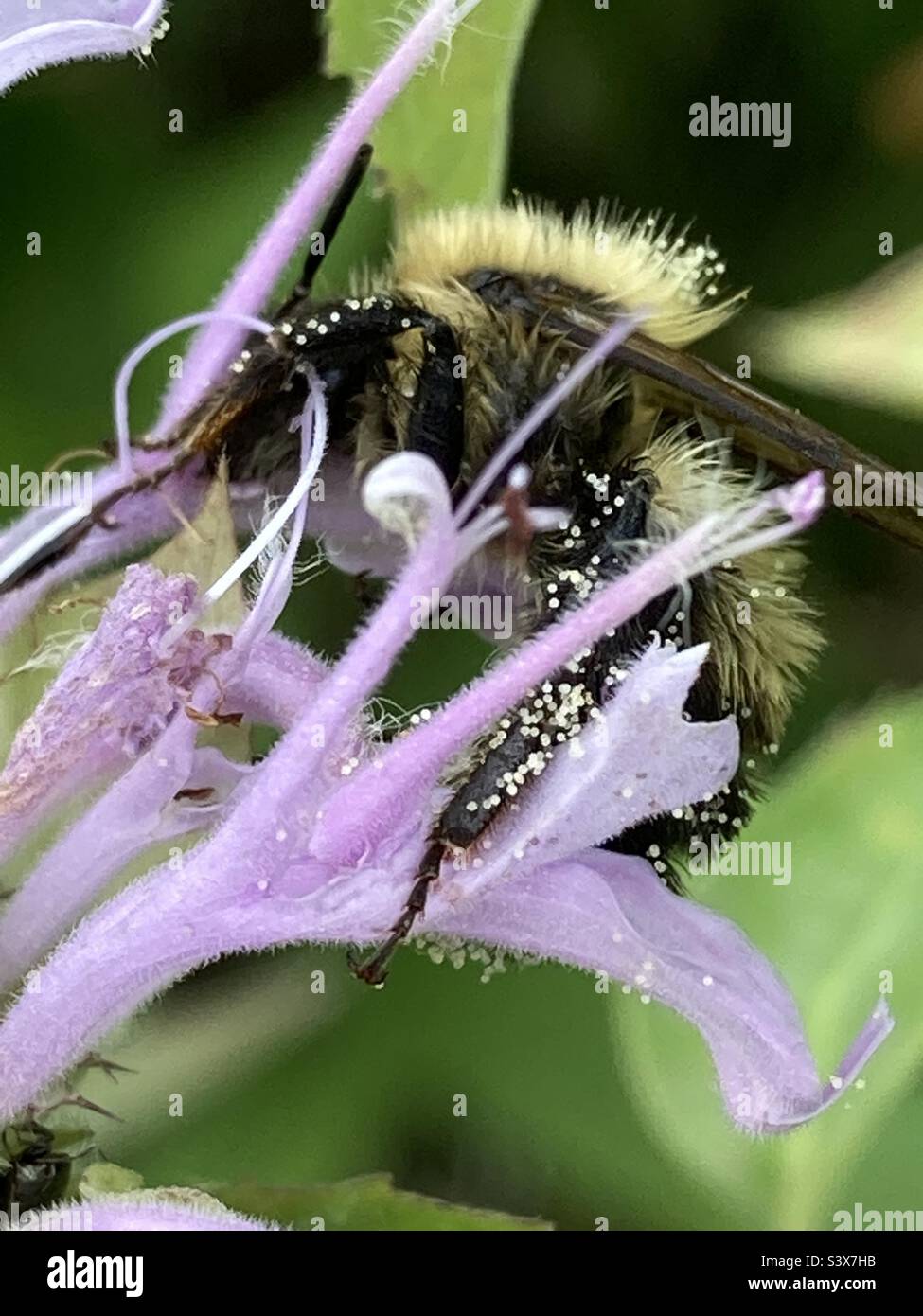 Pollinator flowers hi-res stock photography and images - Alamy