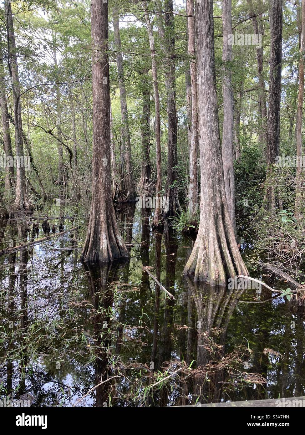 Everglades trees hi-res stock photography and images - Alamy