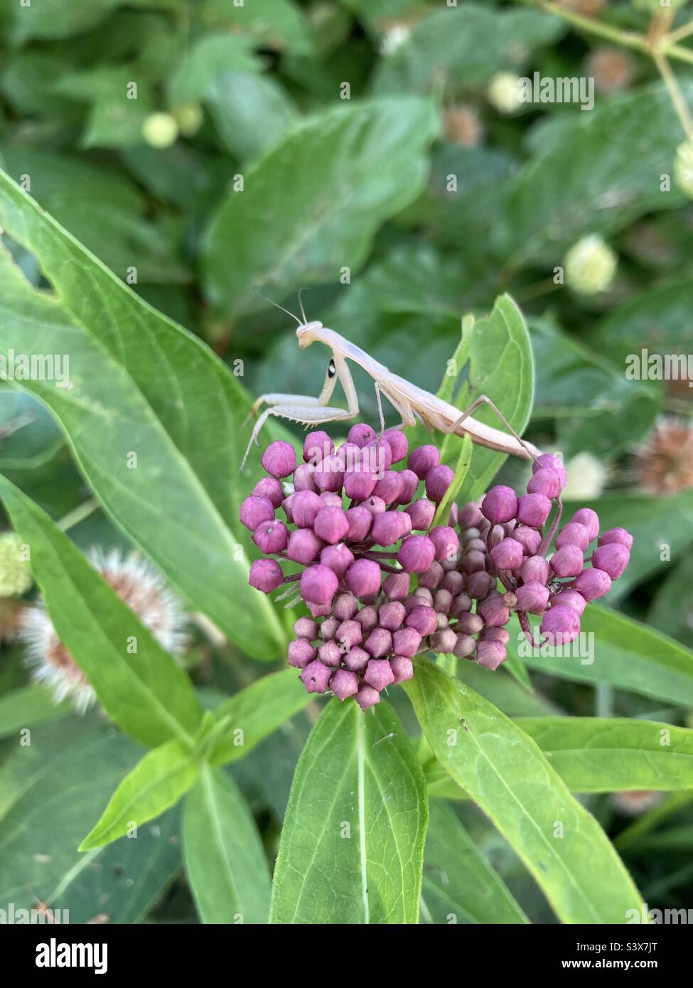 Praying mantis on flower hi-res stock photography and images - Alamy