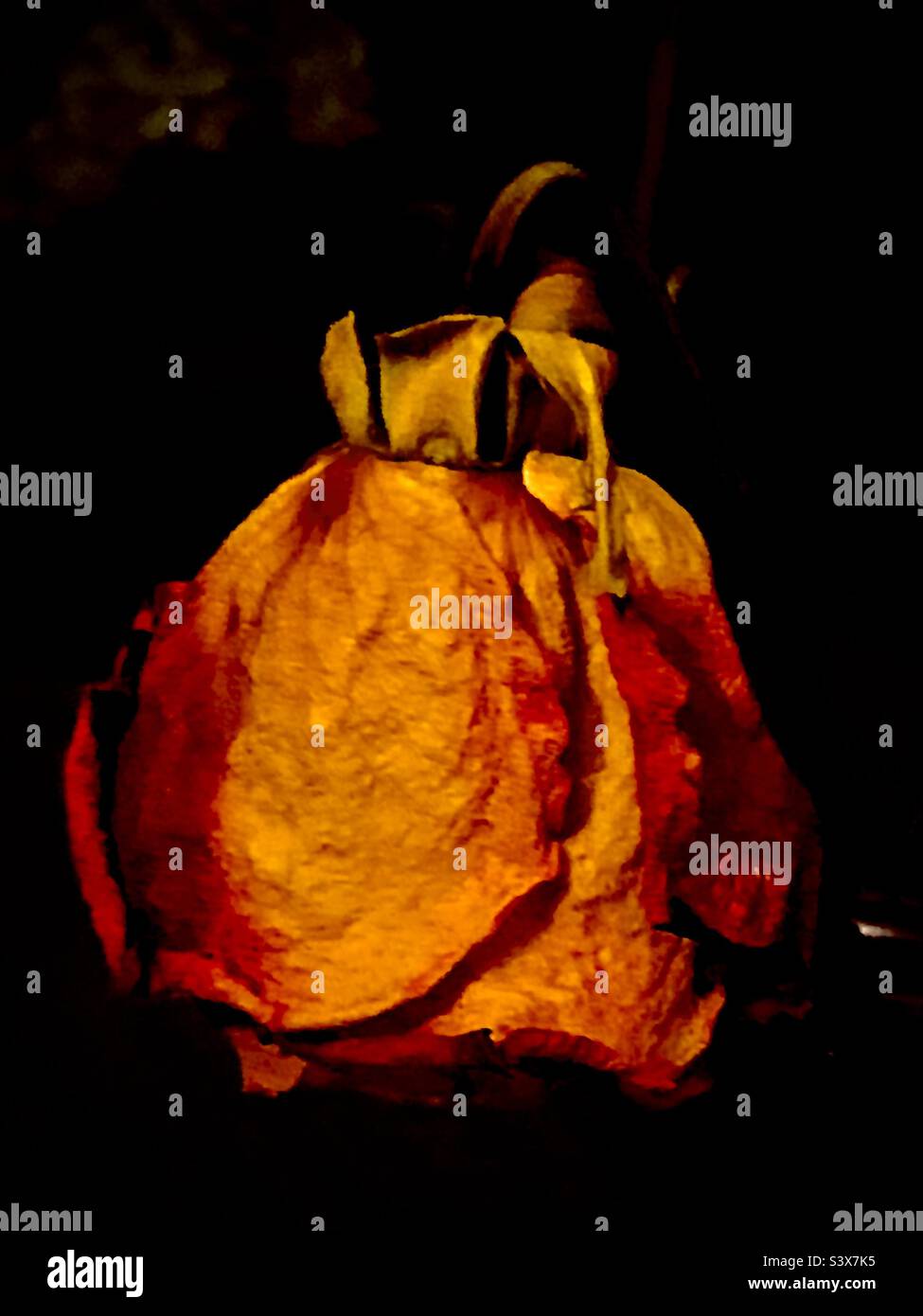 Dead rose hi-res stock photography and images - Alamy