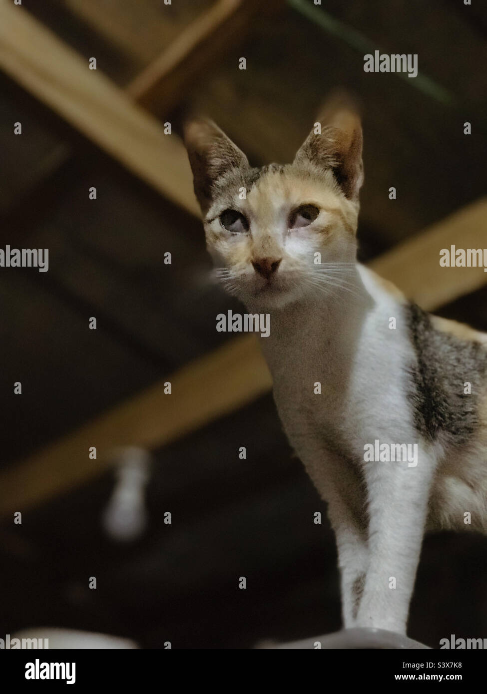 Haws syndrome hi-res stock photography and images - Alamy