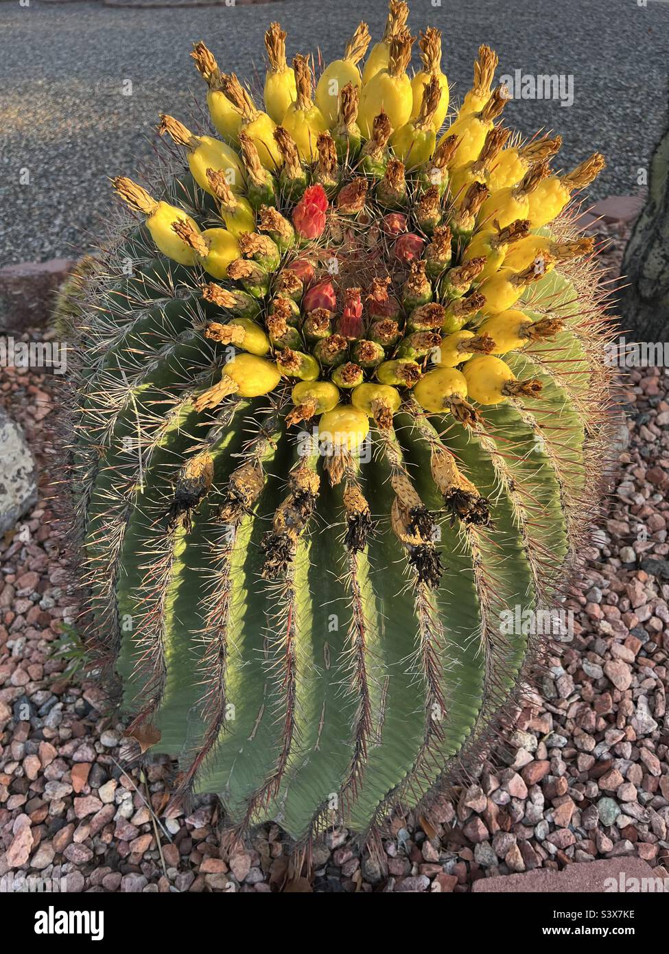 Cactus in bloom Stock Photo - Alamy
