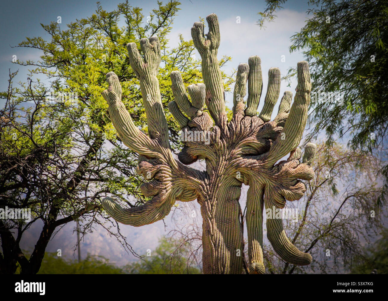 Crested cactus hi-res stock photography and images - Alamy