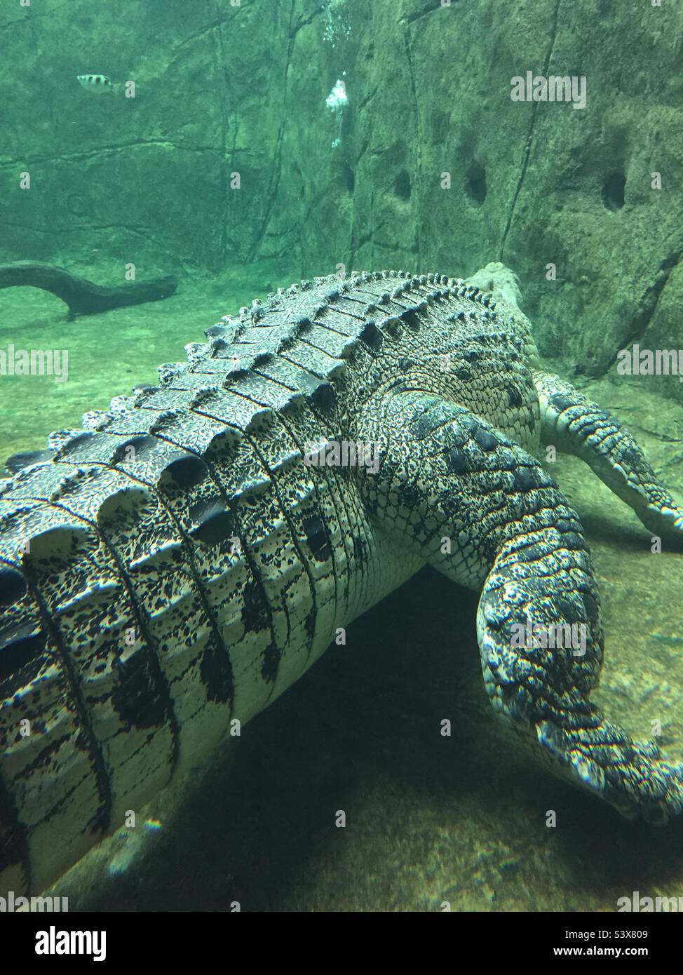 Giant crocodile hi-res stock photography and images - Alamy
