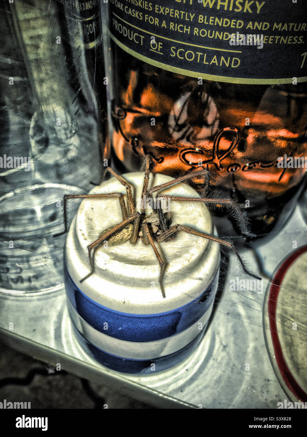 A very large hunting spider sitting on an egg cup, in a cupboard Stock ...
