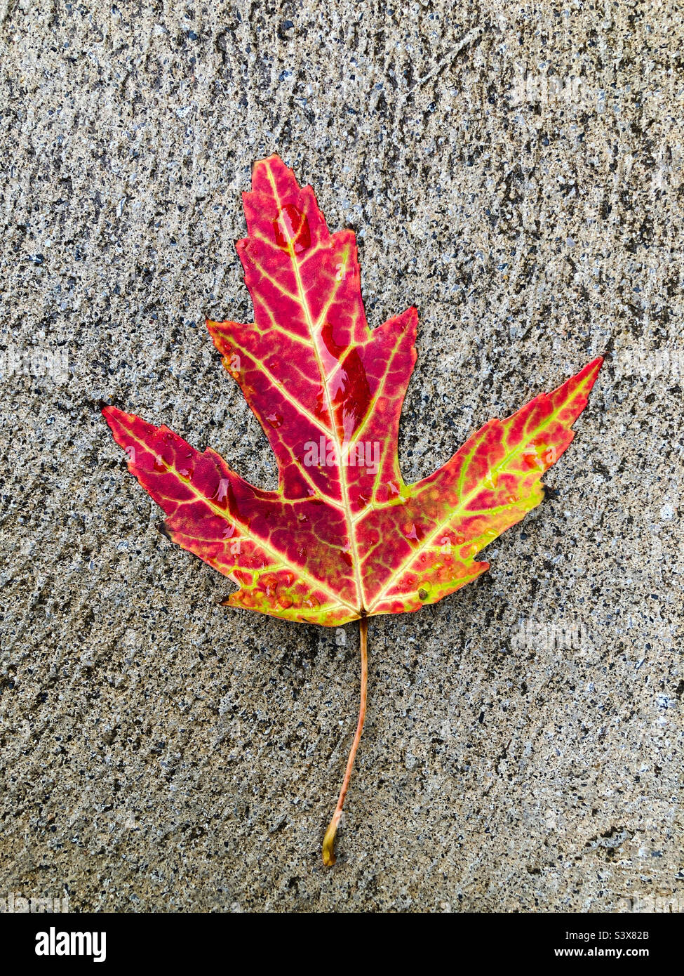 Maple leaf colors hi-res stock photography and images - Alamy
