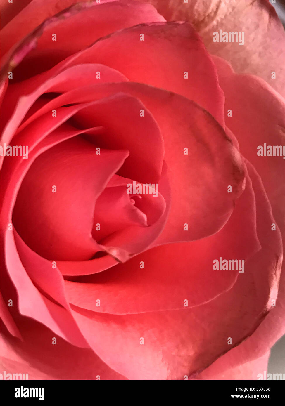 Bloomed red rose background hi-res stock photography and images - Alamy