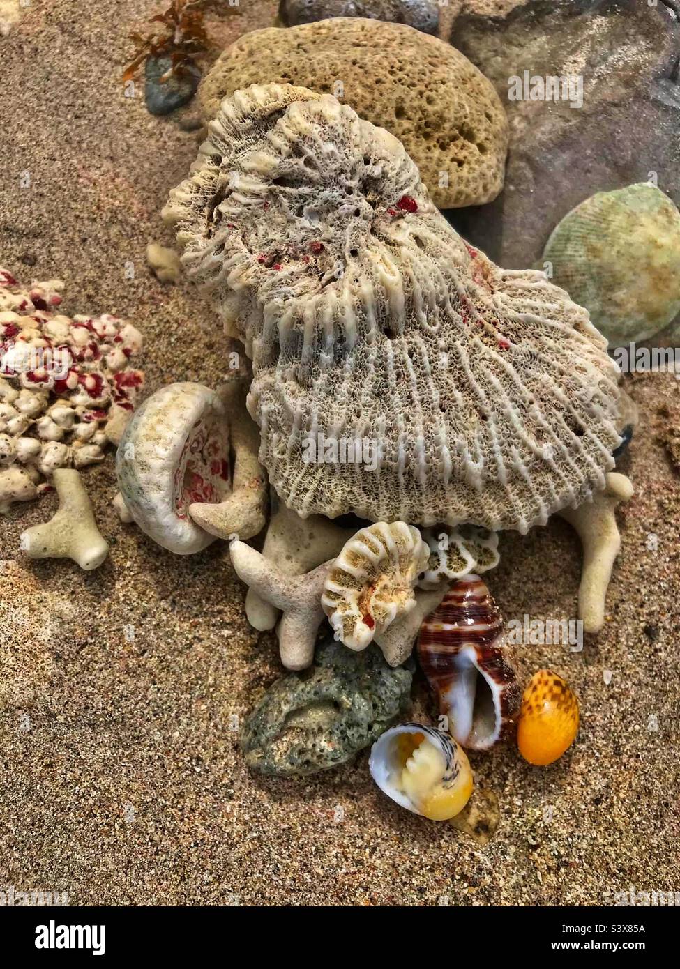 Coral and shells on a beach in Barbados Stock Photo - Alamy
