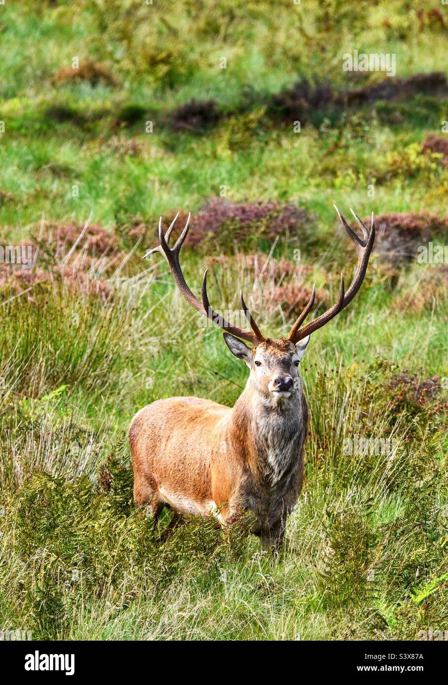 Stag looking hi-res stock photography and images - Alamy