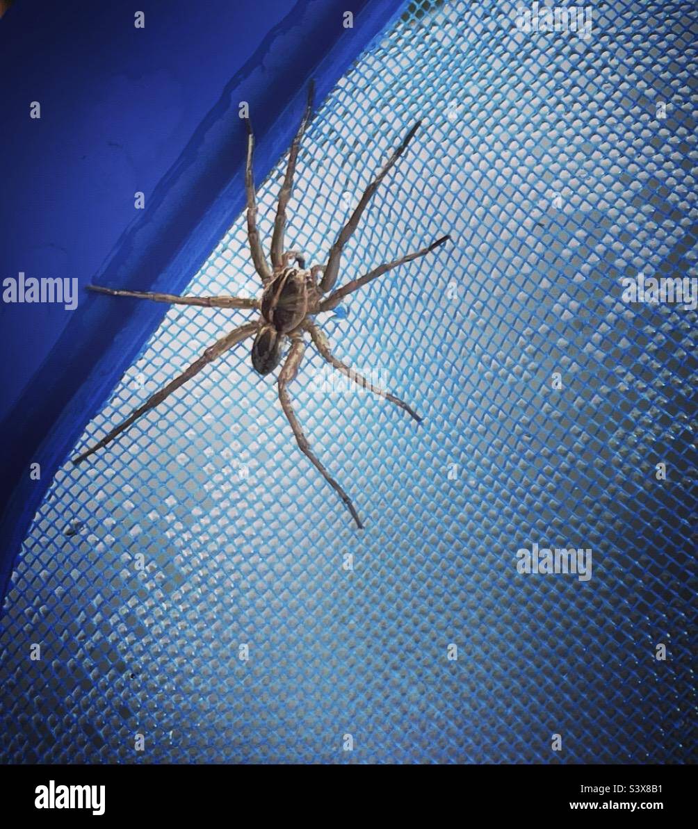 Creeping in the pool Stock Photo - Alamy