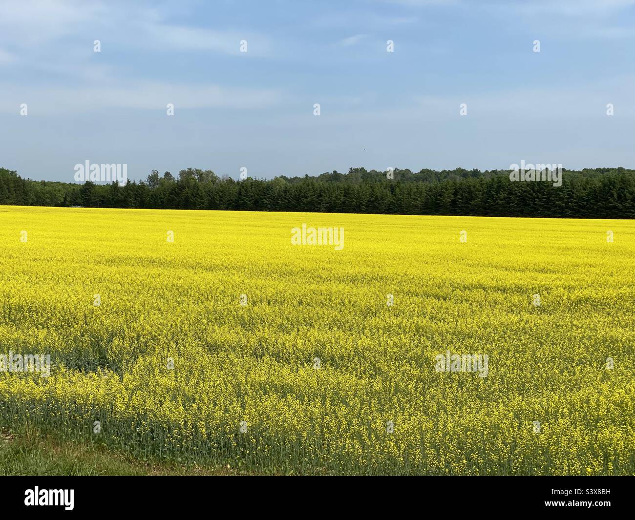 Beautiful crops hi-res stock photography and images - Alamy