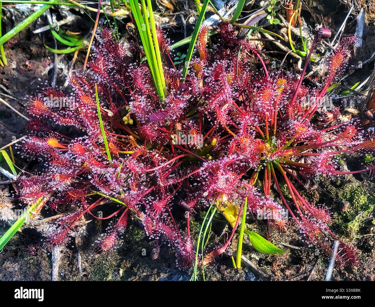Oblong-leaved Sundews (Drosera intermedia) Sticky droplets looking like ...
