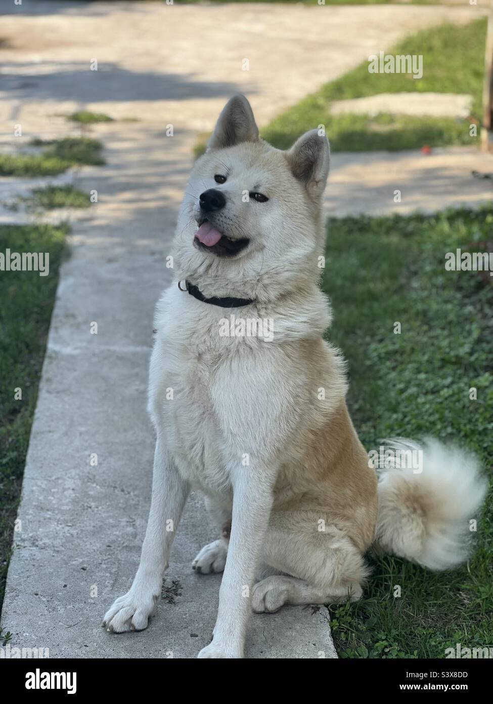 Yuki the dog hi-res stock photography and images - Alamy