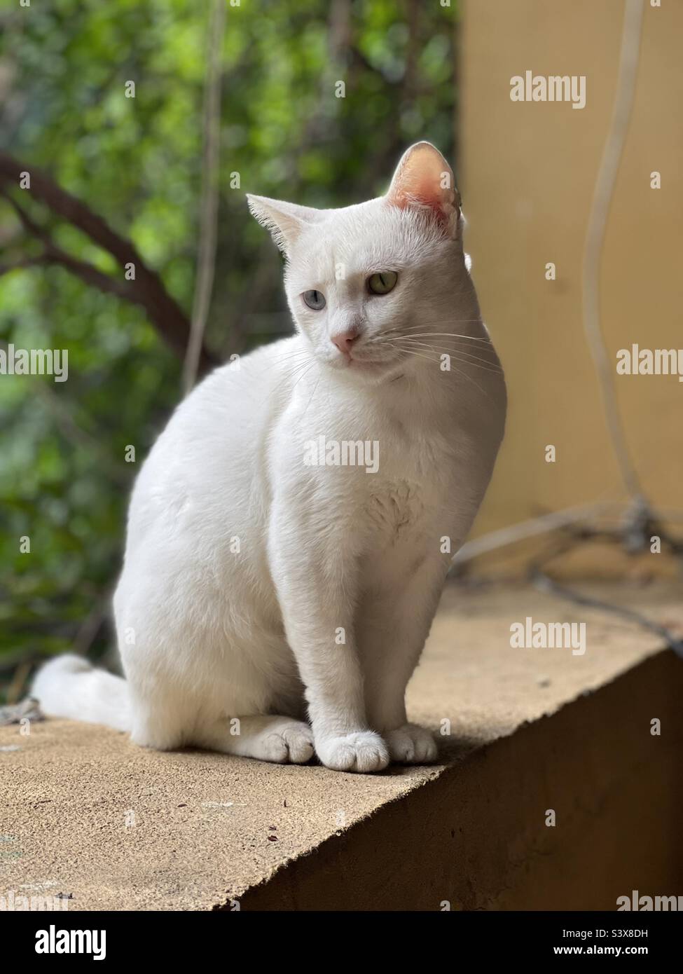 Tofi hi-res stock photography and images - Alamy