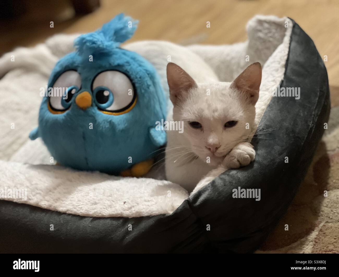 Tofi hi-res stock photography and images - Alamy