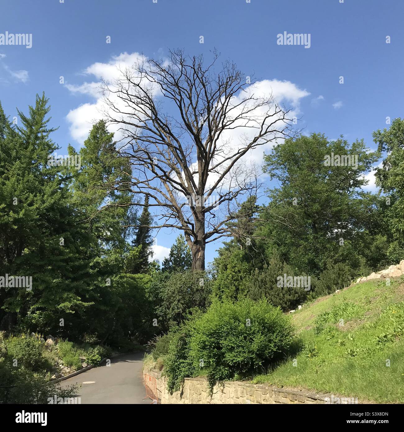 A Dry Tree among Lush Greenery Stock Photo - Alamy