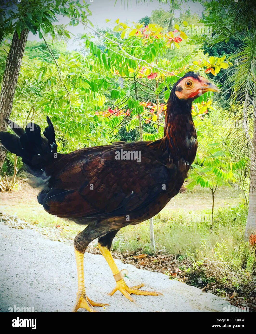 Caribbean indigenous hi-res stock photography and images - Alamy
