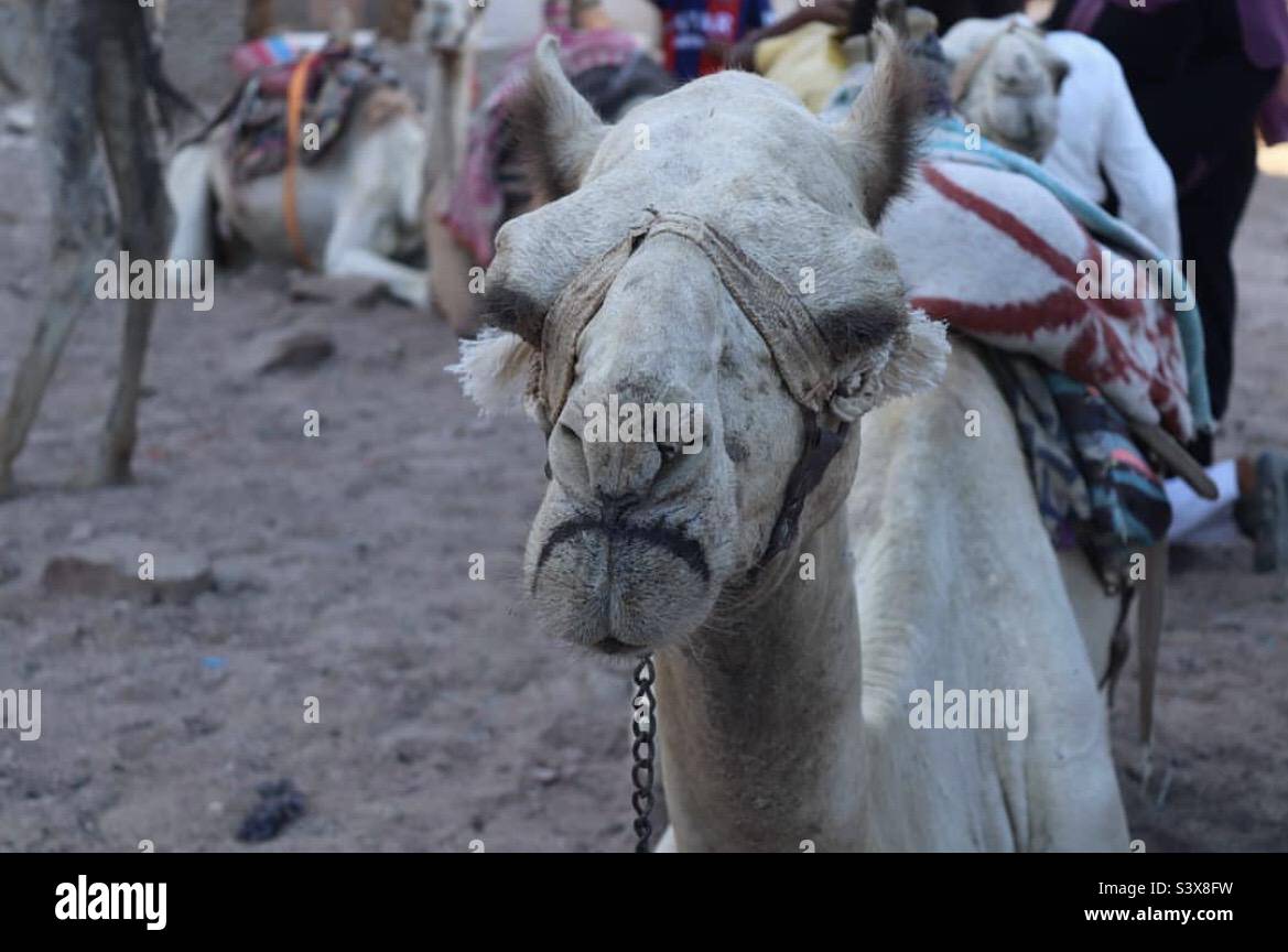 Angry camel hi-res stock photography and images - Alamy