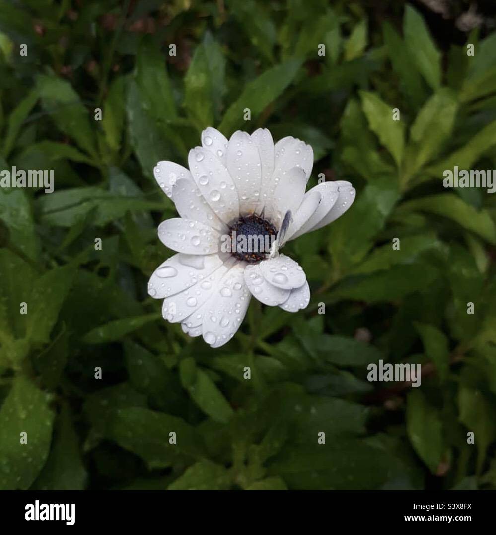 Rain droplets on flower hi-res stock photography and images - Alamy