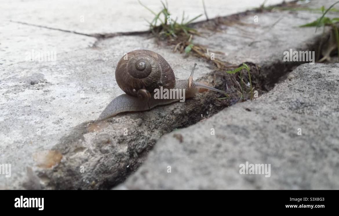 baby snail on snail Stock Photo - Alamy