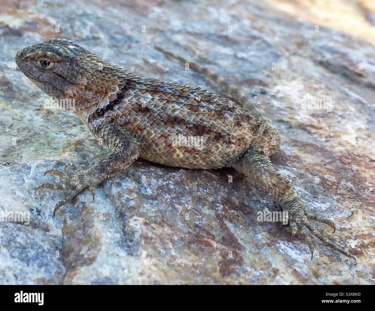 A collard lizard chillin’ on a rock Stock Photo - Alamy