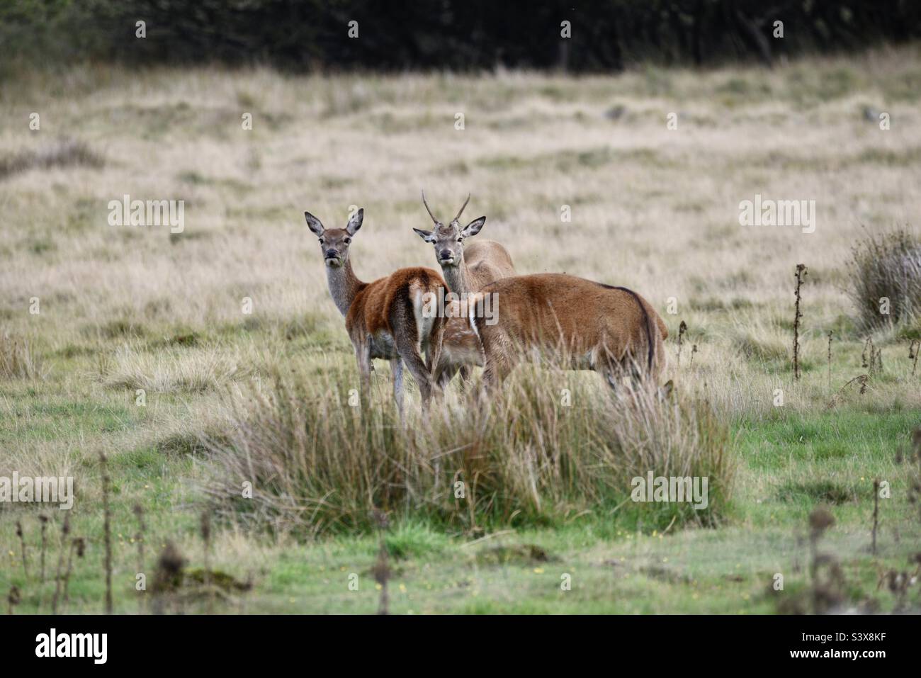 Red deer photo hi-res stock photography and images - Alamy
