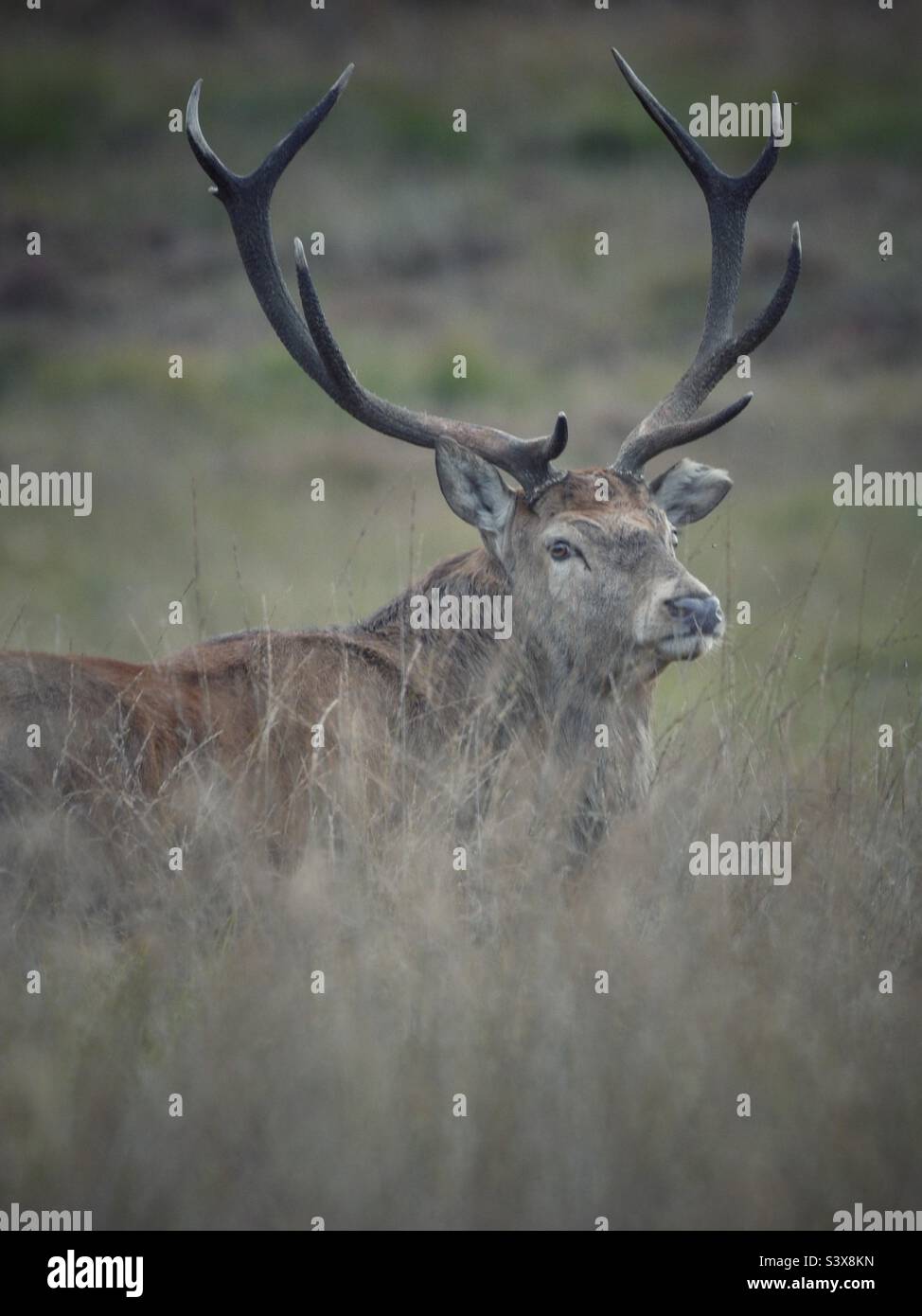Stag with grass hi-res stock photography and images - Alamy