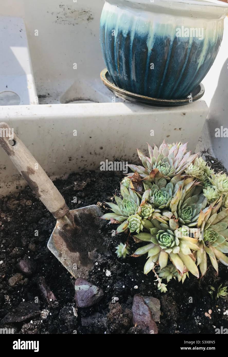 Planting succulent hi-res stock photography and images - Alamy