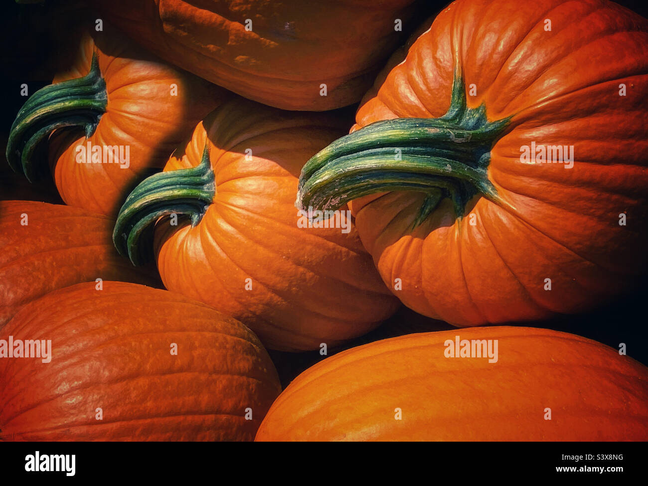 Pumpkin with stem hi-res stock photography and images - Alamy