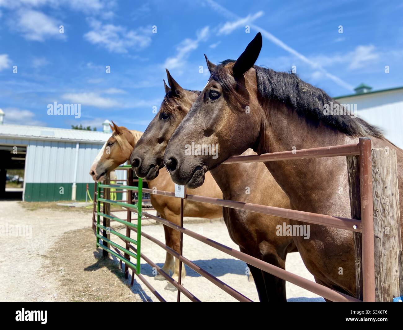 Horses in a pen hi-res stock photography and images - Alamy