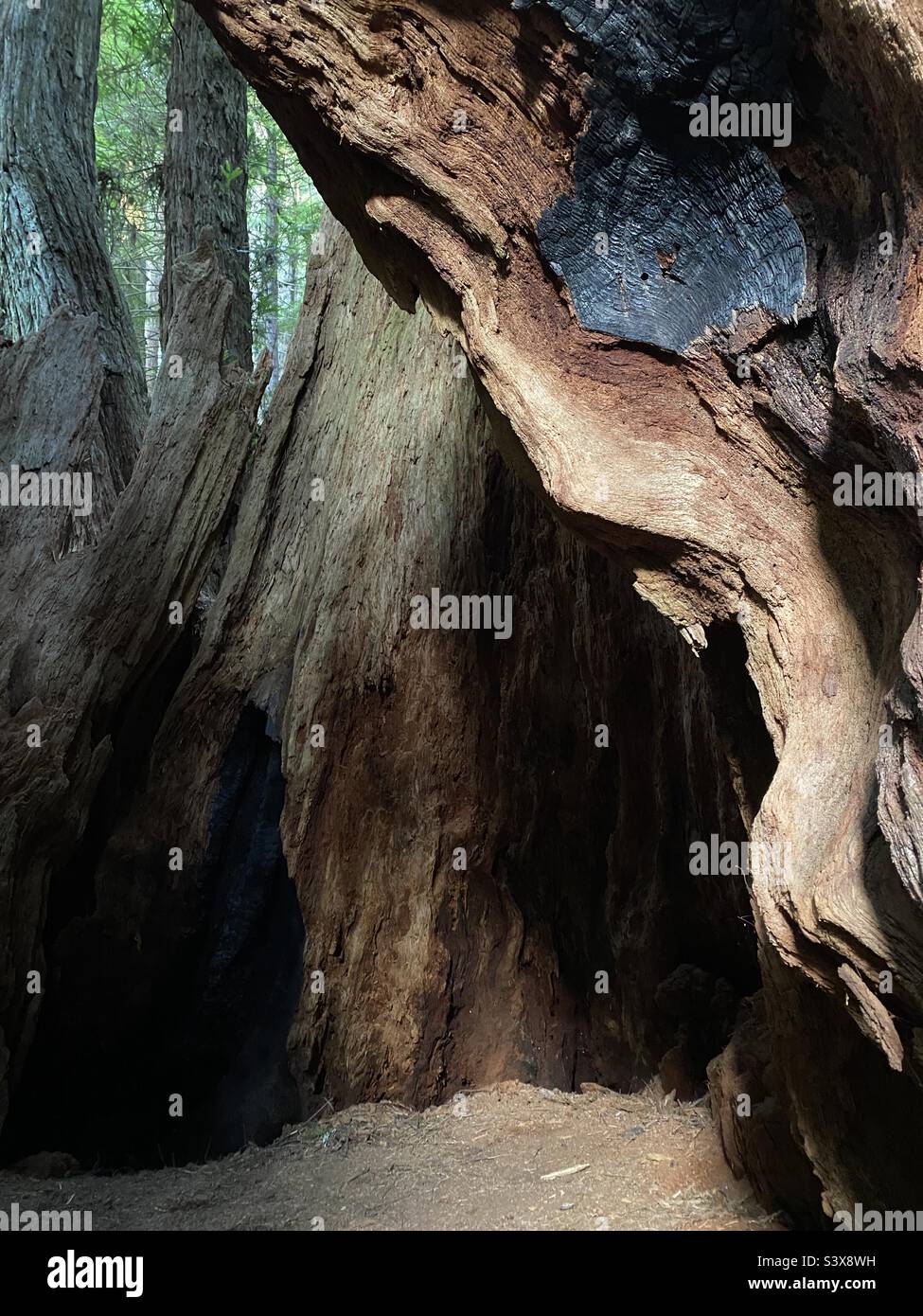 Tree cave hi-res stock photography and images - Alamy