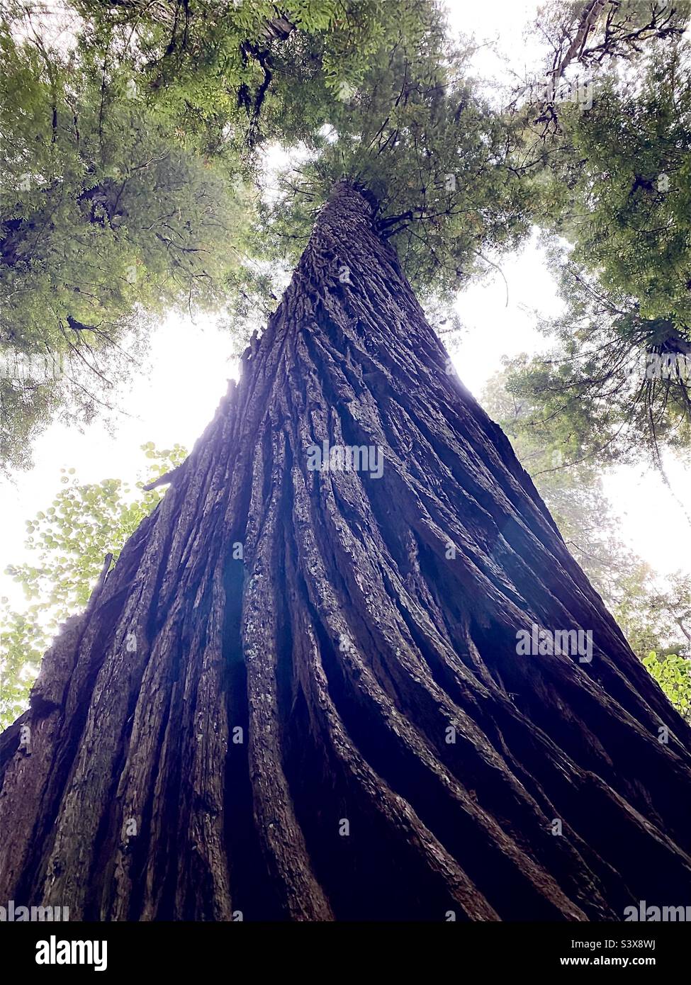 Tree twist hi-res stock photography and images - Alamy