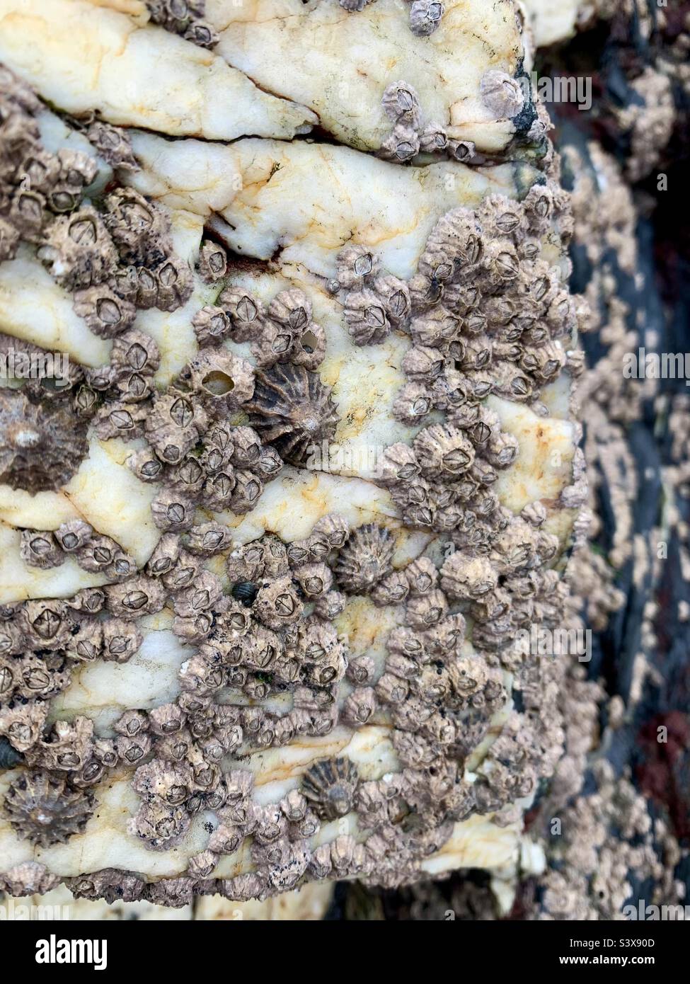 Limpets and barnacles attached to a rock at the beach Stock Photo - Alamy