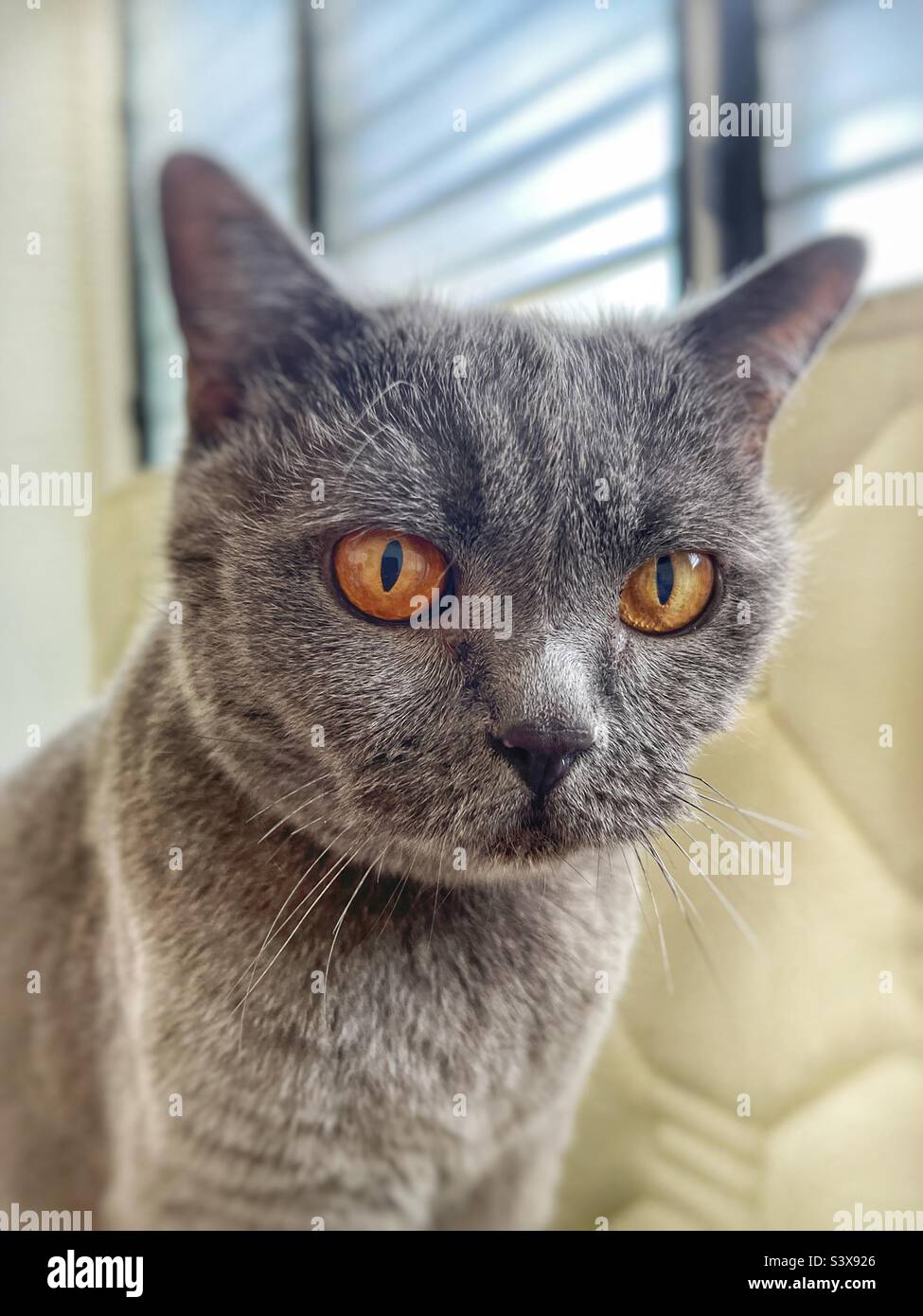 Female British shorthair cat Stock Photo - Alamy