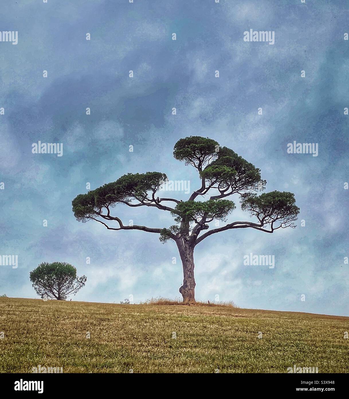 Gum tree on a hill Stock Photo - Alamy