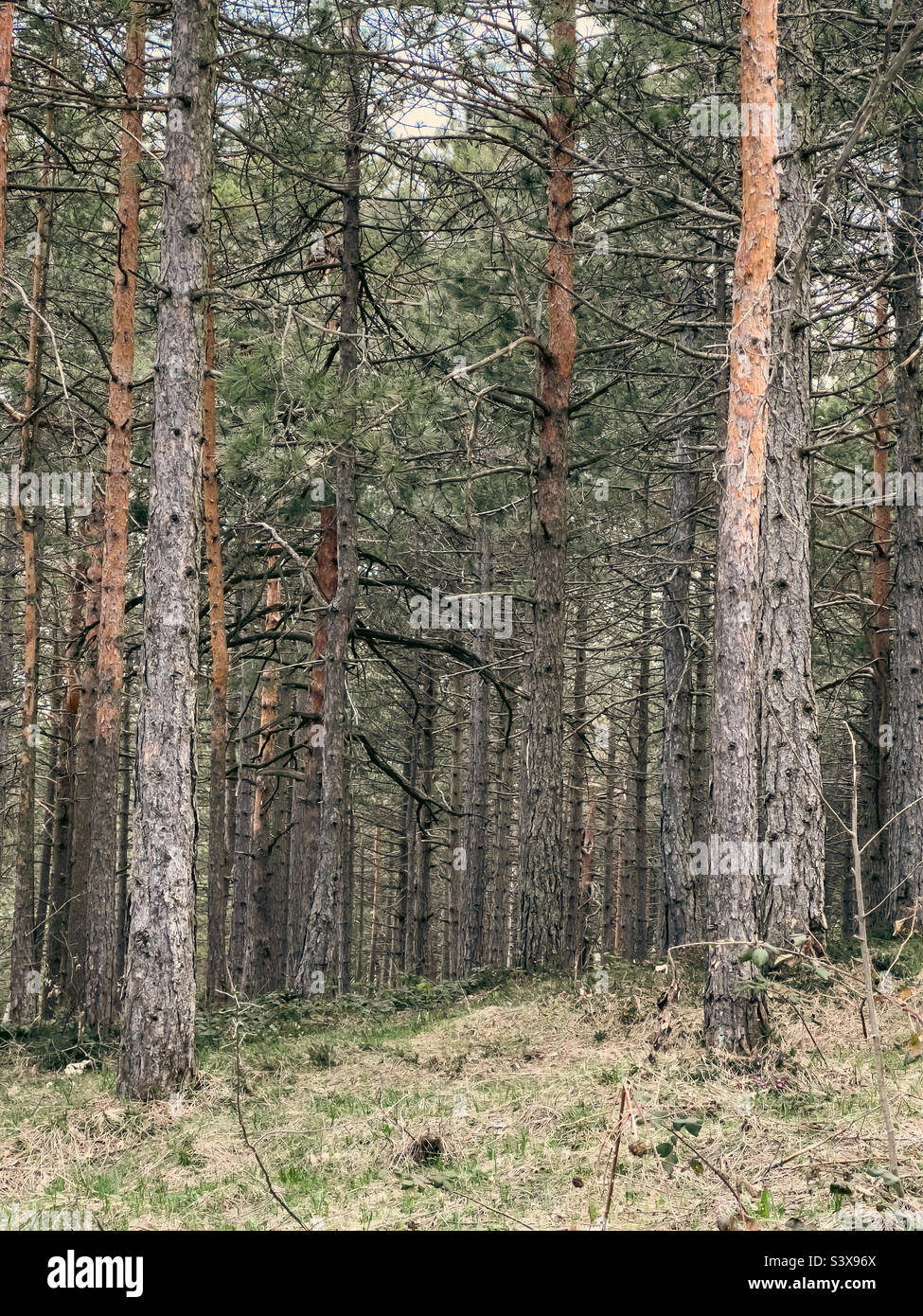 Pine wood forest at Divcibare, Serbia Stock Photo - Alamy