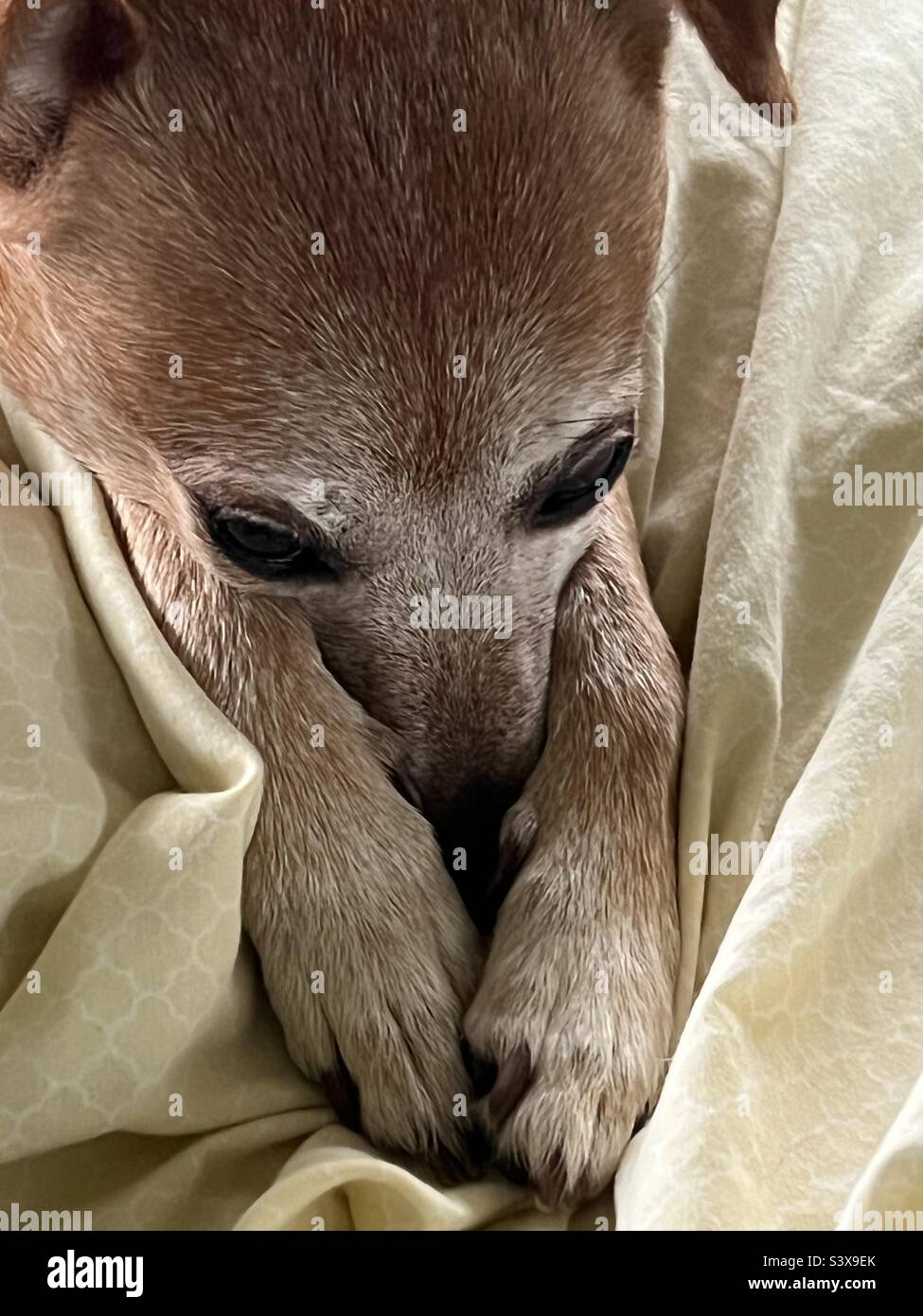 Sleepy dog hi-res stock photography and images - Alamy