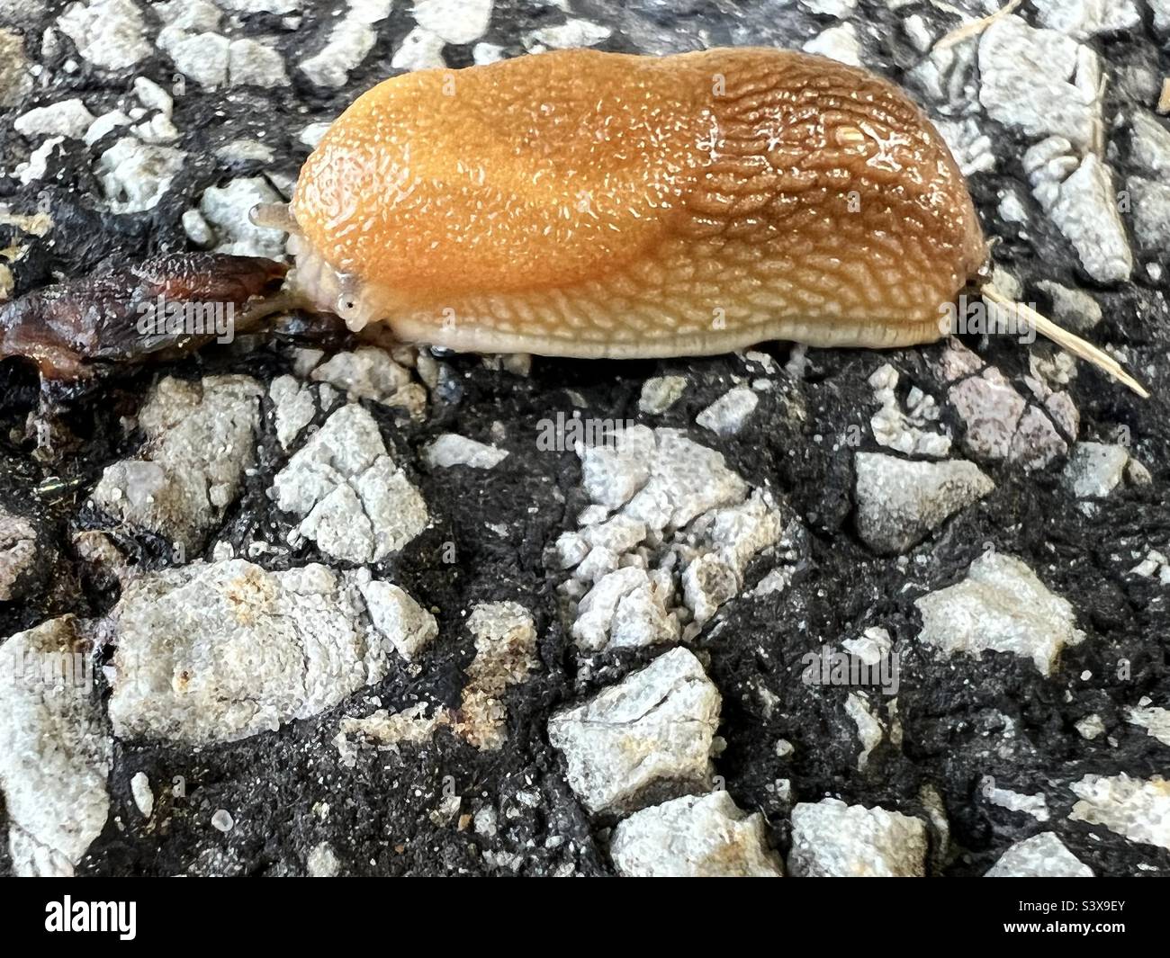 Slug eating hi-res stock photography and images - Alamy