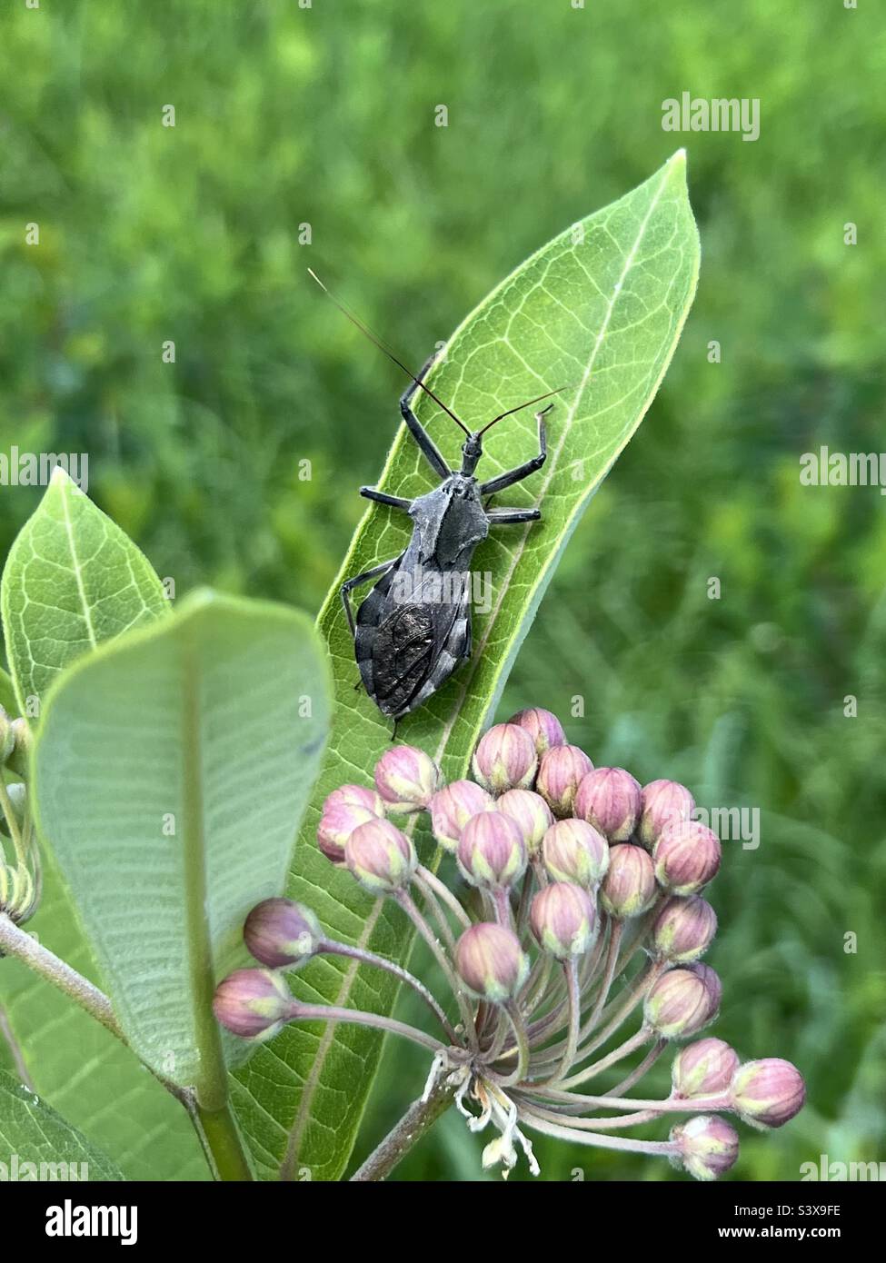 Wheelbug hi-res stock photography and images - Alamy