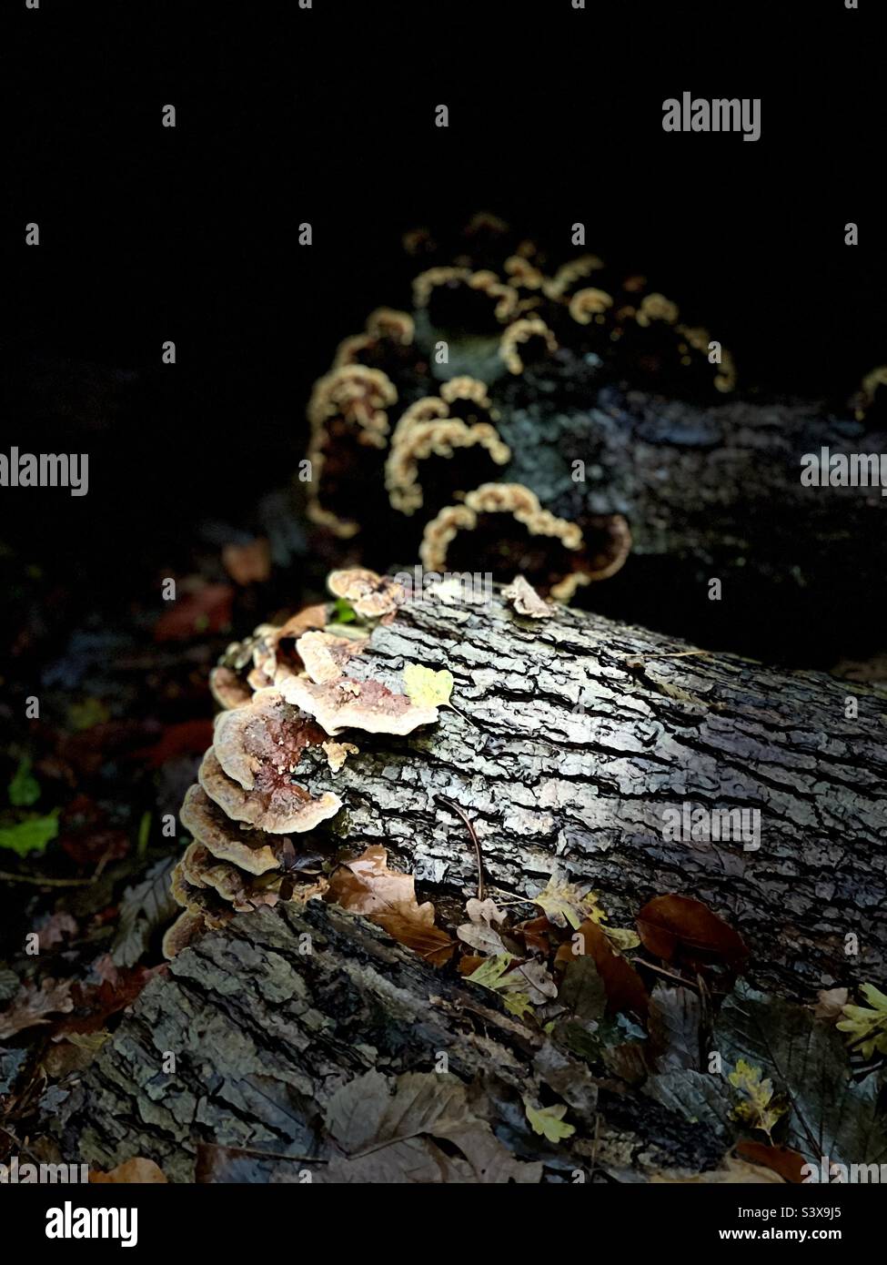 Mushrooms at tree trunk hi-res stock photography and images - Alamy