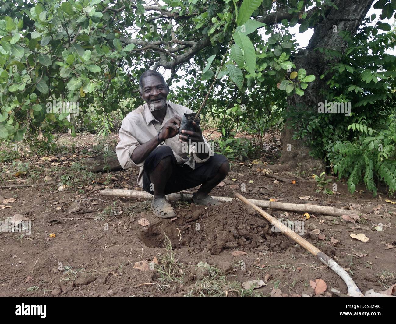 Cocoa tree farming. Tropical cocoa tree. Young cocoa tree Stock Photo ...