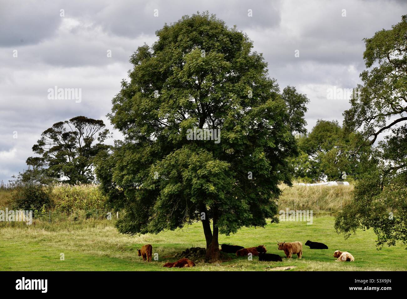 Cows tree hi-res stock photography and images - Alamy