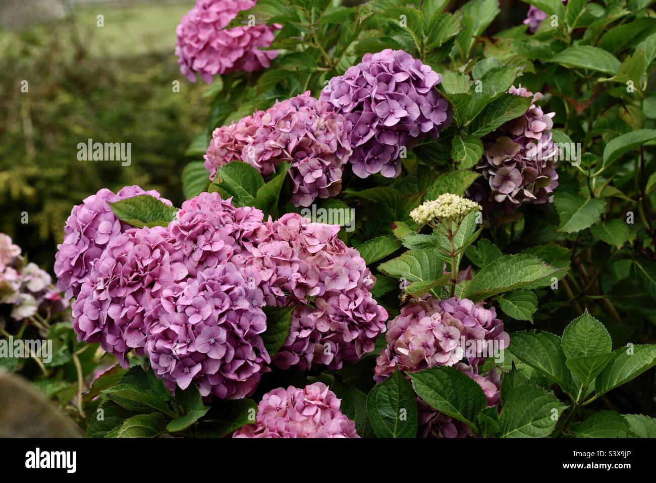 Hydrangeas flowering hi-res stock photography and images - Alamy